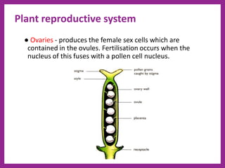 Reproduction in plants(flowering) | PDF