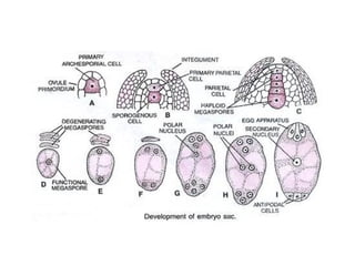 Structure of anther, study of process of Microsporogenesis. | PPTX