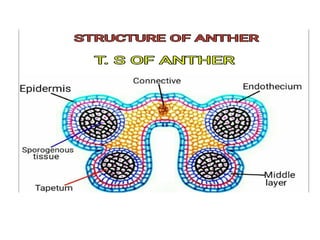 Structure of anther, study of process of Microsporogenesis. | PPT