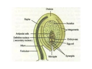 Structure of anther, study of process of Microsporogenesis. | PPTX