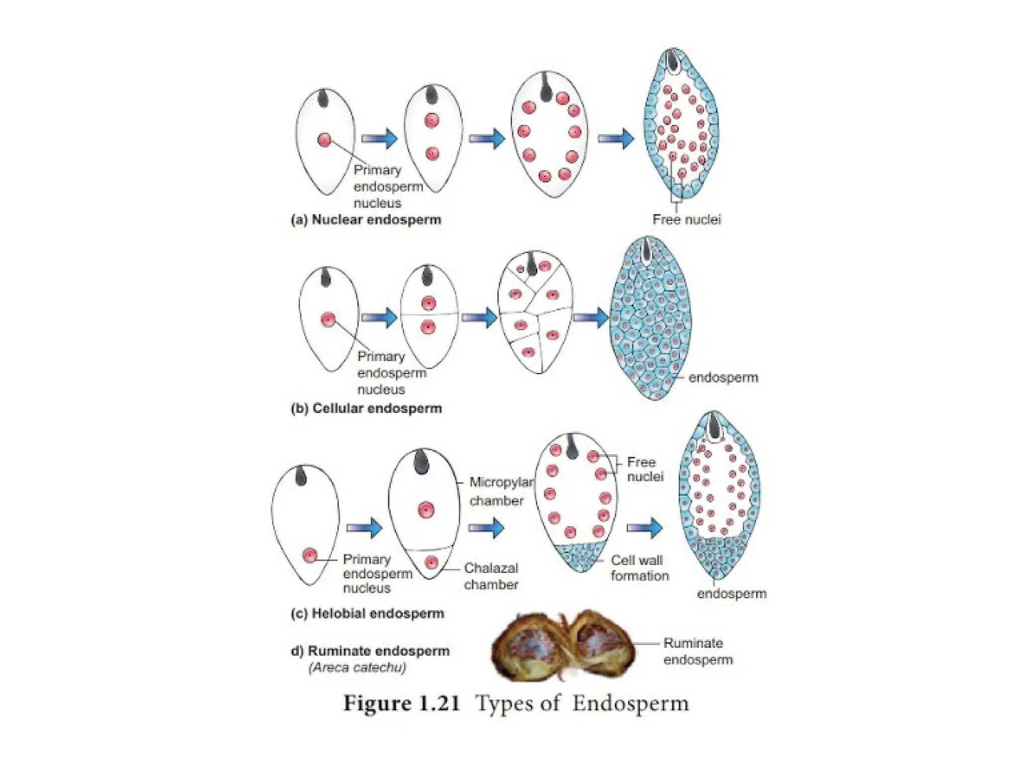 Study of double fertilization and post fertilization changes. | PPTX