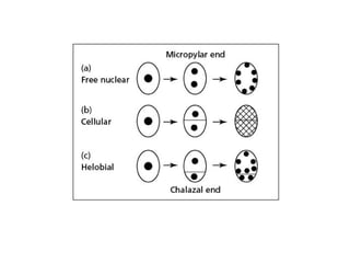 Study of double fertilization and post fertilization changes. | PPTX