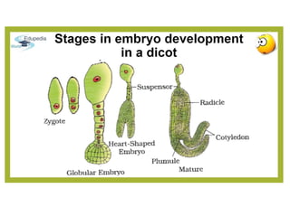Study of double fertilization and post fertilization changes. | PPTX