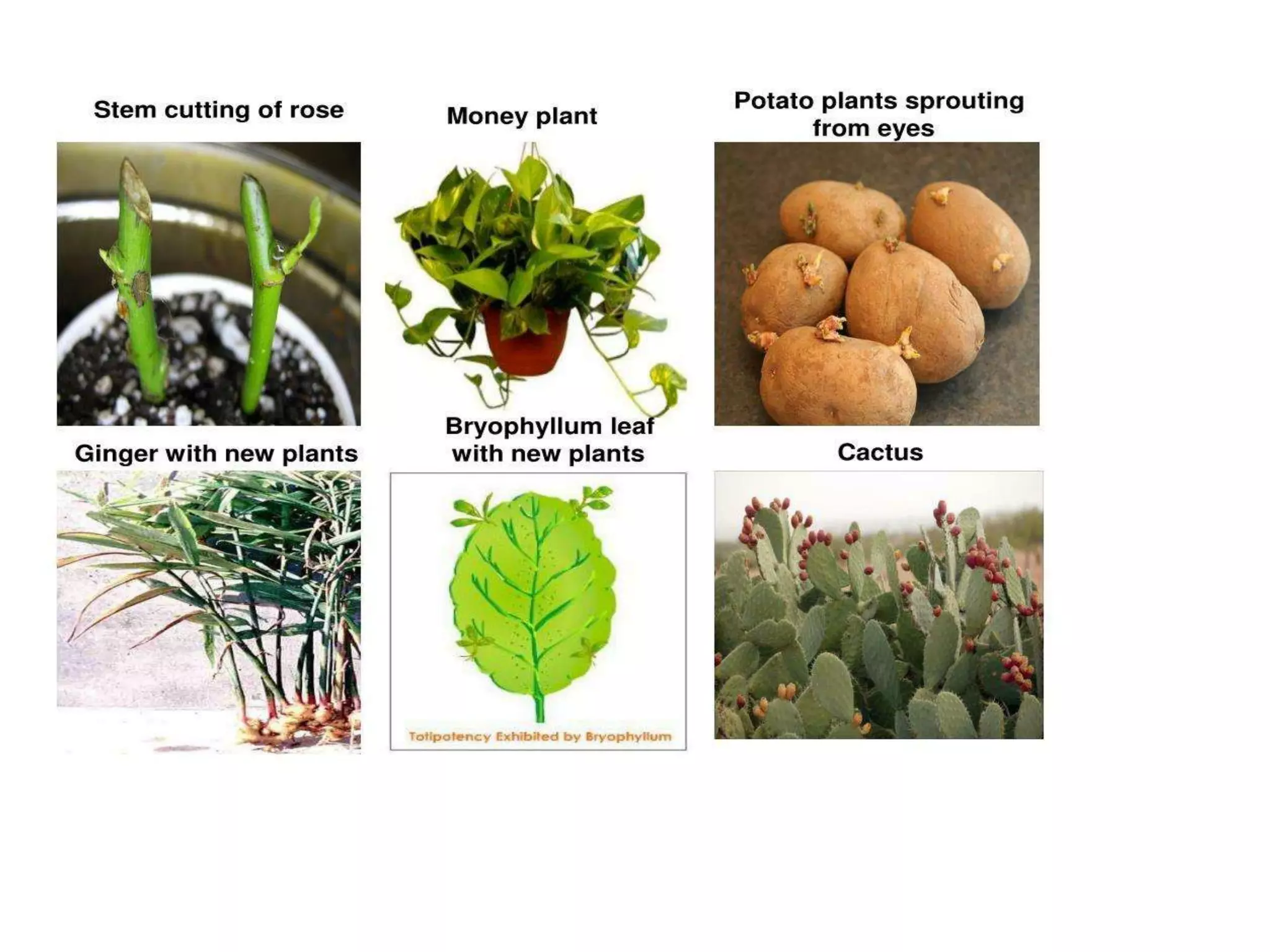 reproduction in plants lecture five.ppt