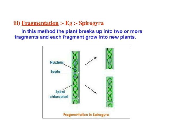 reproduction in plants lecture five.ppt