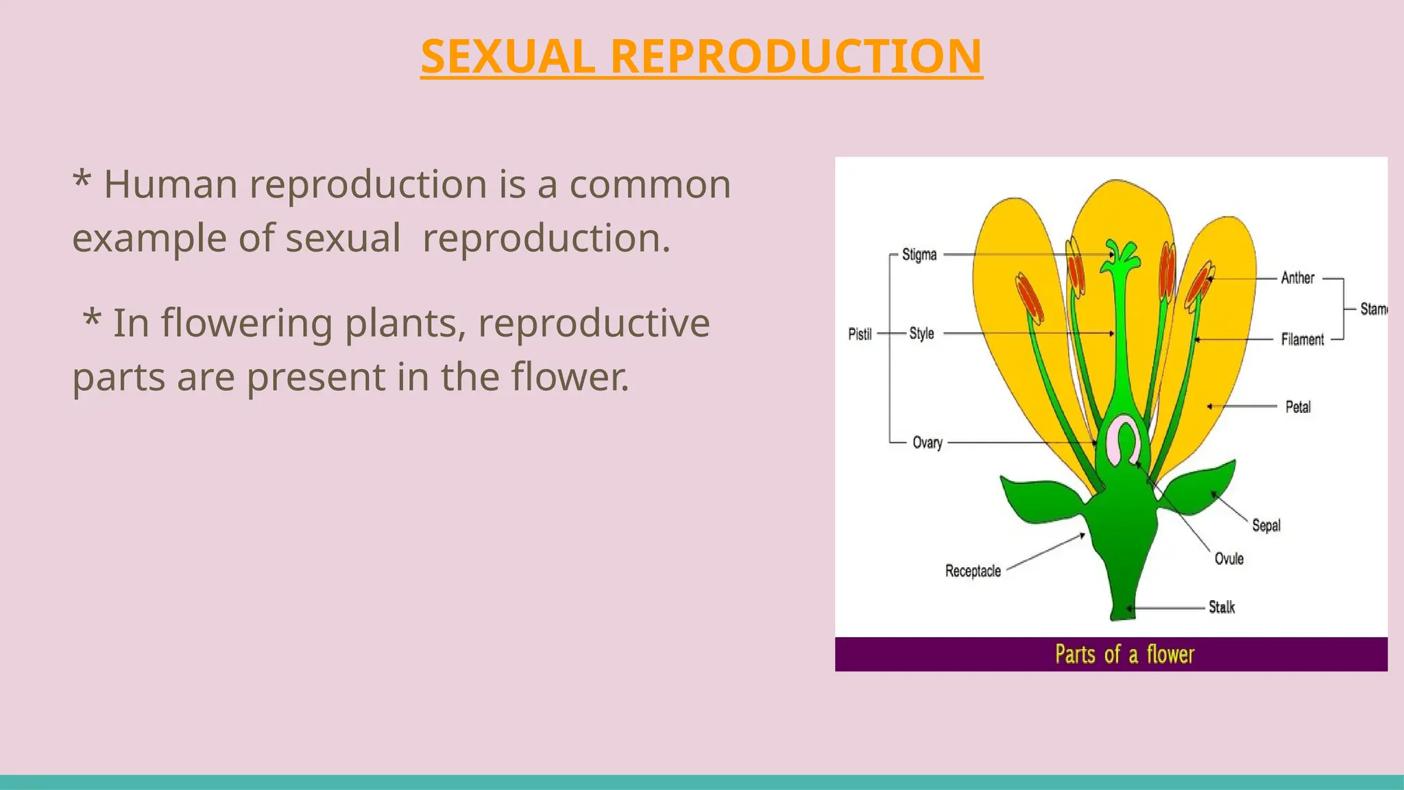 REPRODUCTION IN PLANTS ppt. class 7.pptx