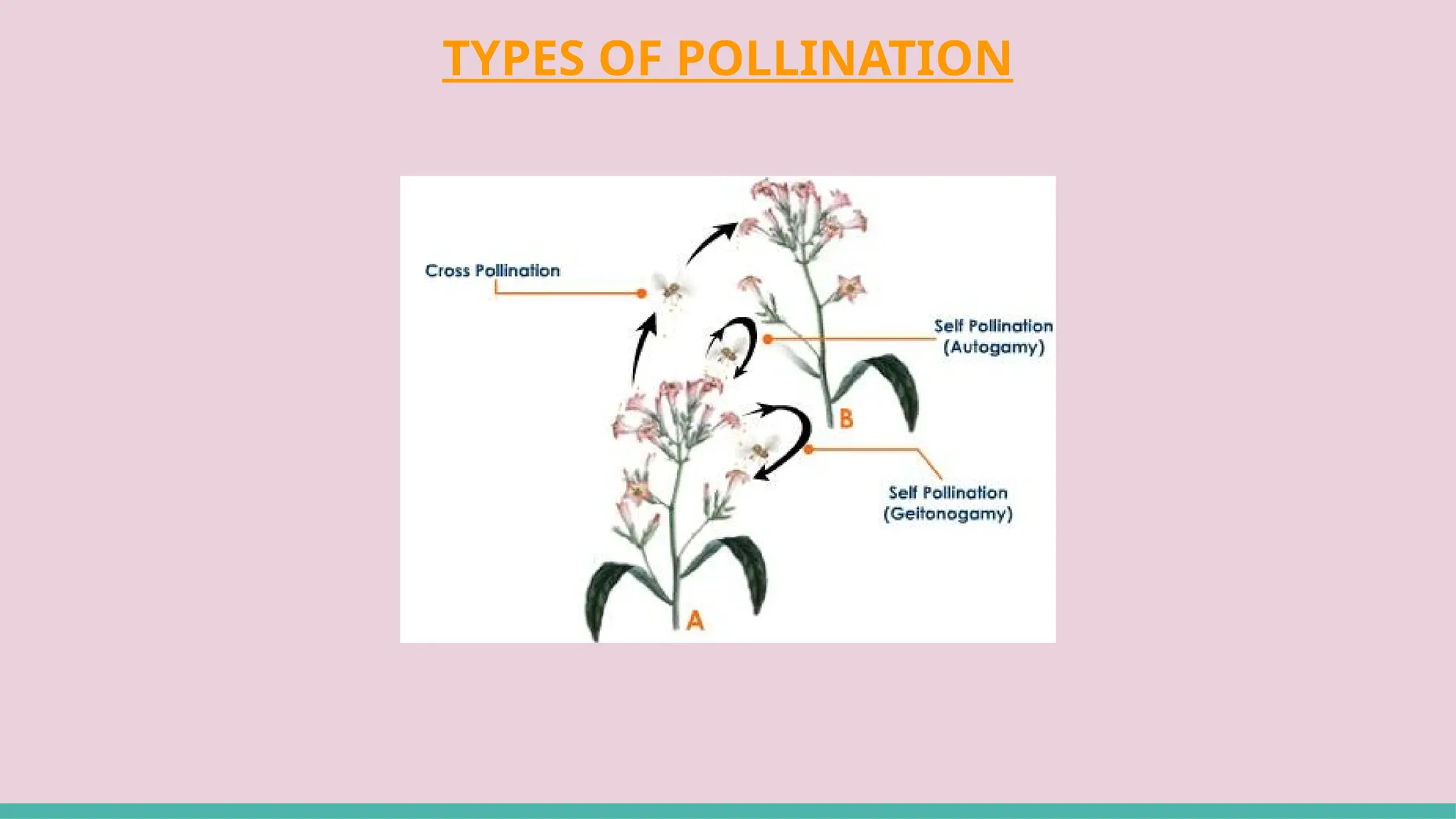 REPRODUCTION IN PLANTS ppt. class 7.pptx