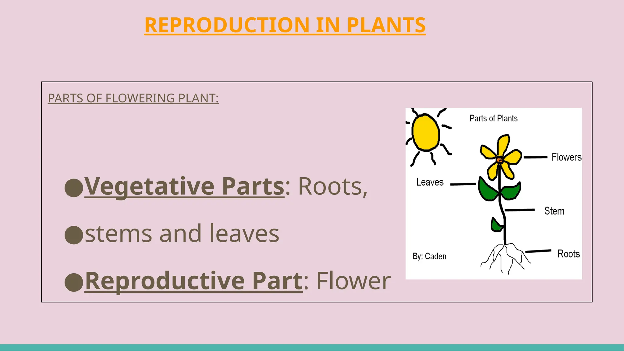 REPRODUCTION IN PLANTS ppt. class 7.pptx