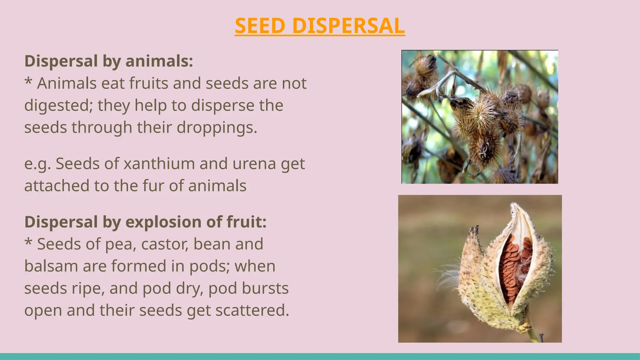 REPRODUCTION IN PLANTS ppt. class 7.pptx