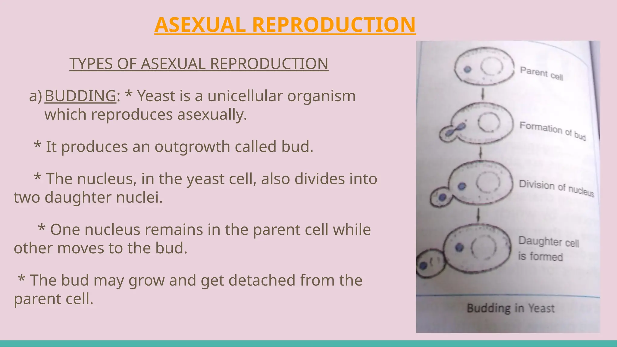 REPRODUCTION IN PLANTS ppt. class 7.pptx