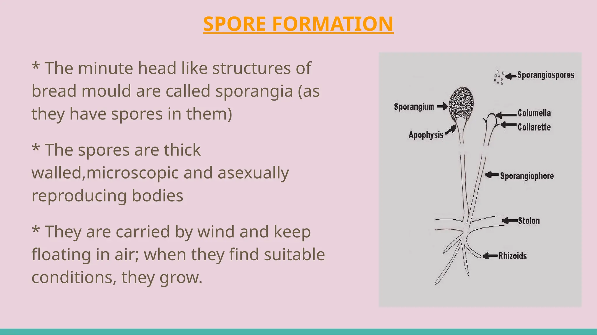 REPRODUCTION IN PLANTS ppt. class 7.pptx
