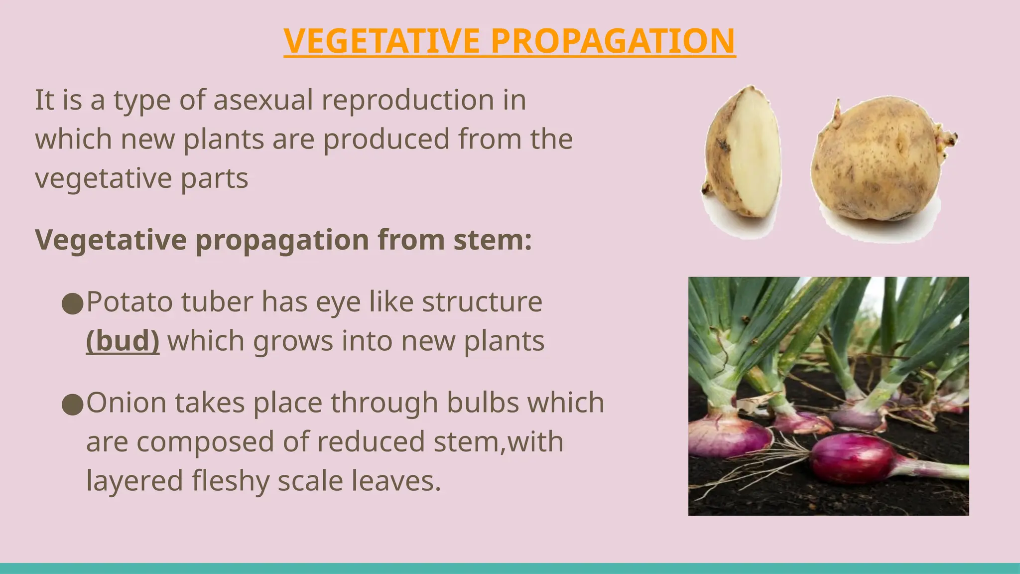 REPRODUCTION IN PLANTS ppt. class 7.pptx