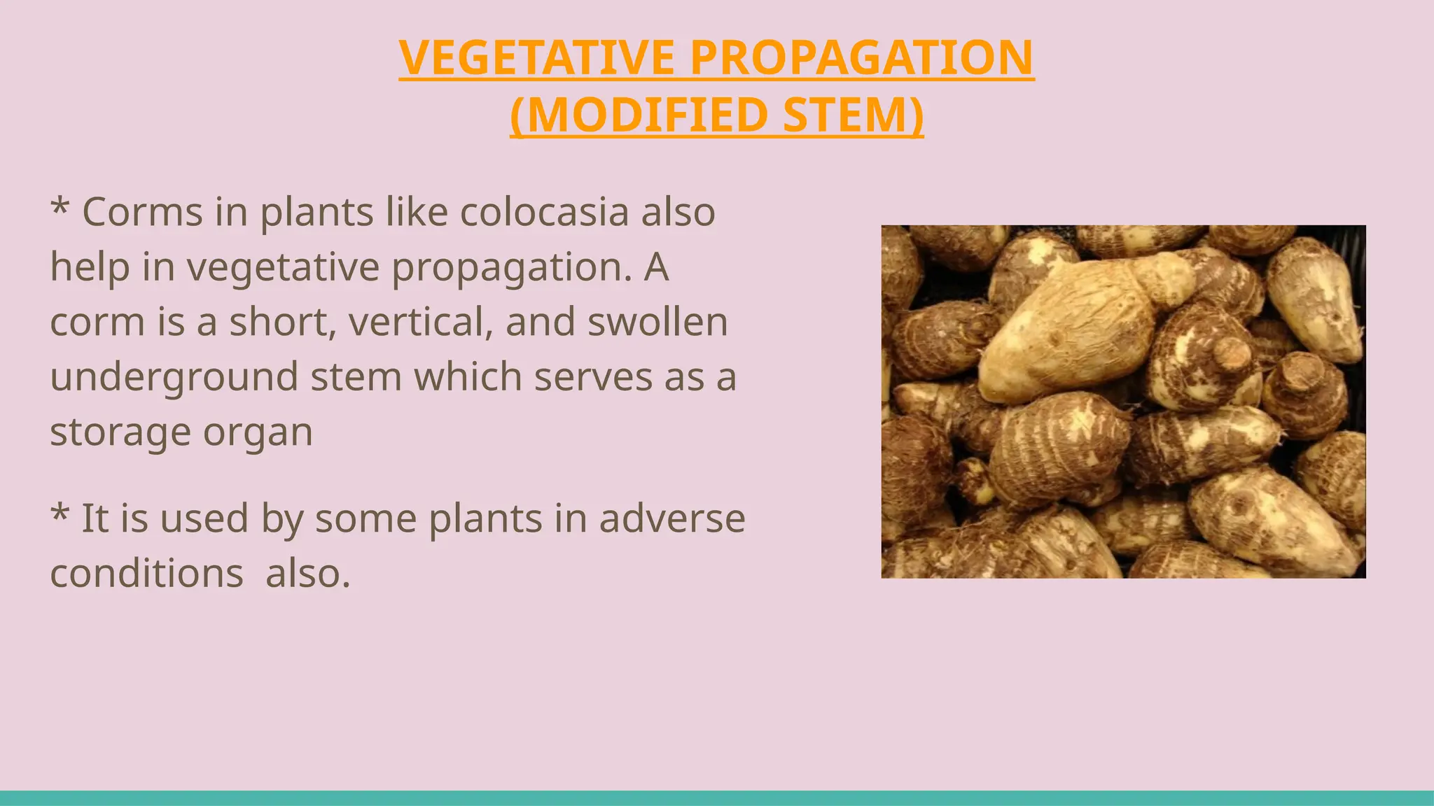 REPRODUCTION IN PLANTS ppt. class 7.pptx