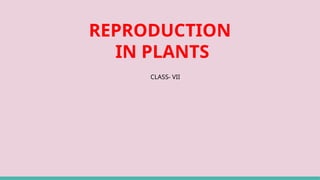 REPRODUCTION IN PLANTS ppt. class 7.pptx