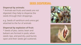REPRODUCTION IN PLANTS ppt. class 7.pptx