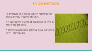 REPRODUCTION IN PLANTS ppt. class 7.pptx