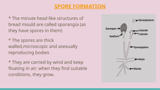 REPRODUCTION IN PLANTS ppt. class 7.pptx