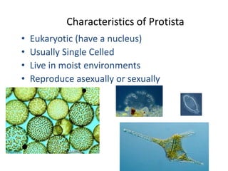 Reproductiohn_in_Protists.ppt