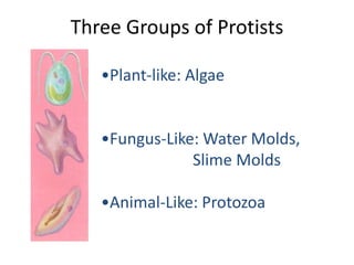Reproductiohn_in_Protists.ppt