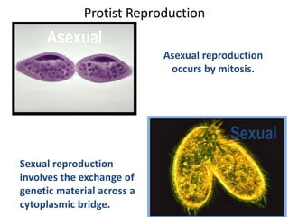 Reproductiohn_in_Protists.ppt