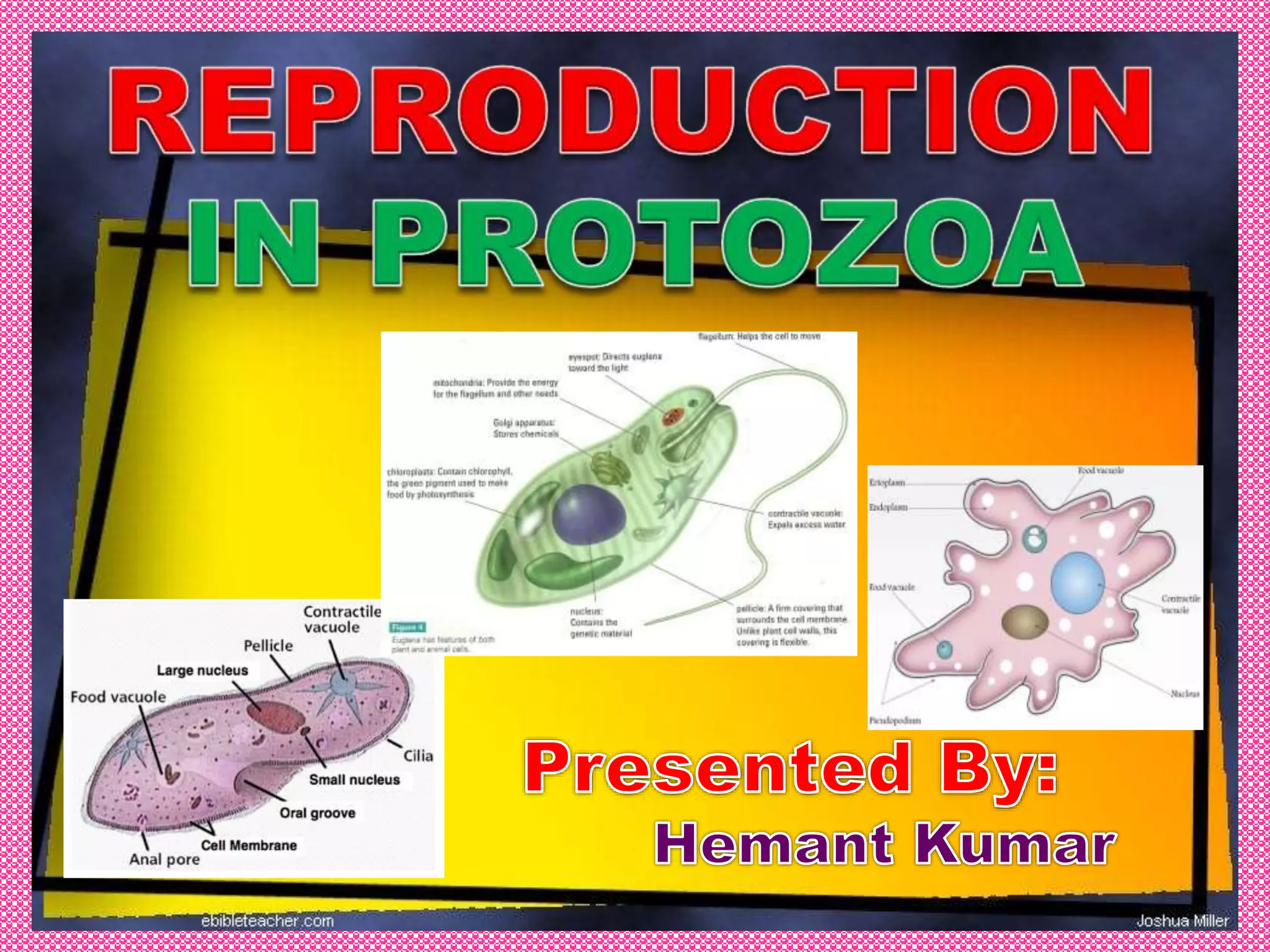Reproduction in protozoa | PPTX