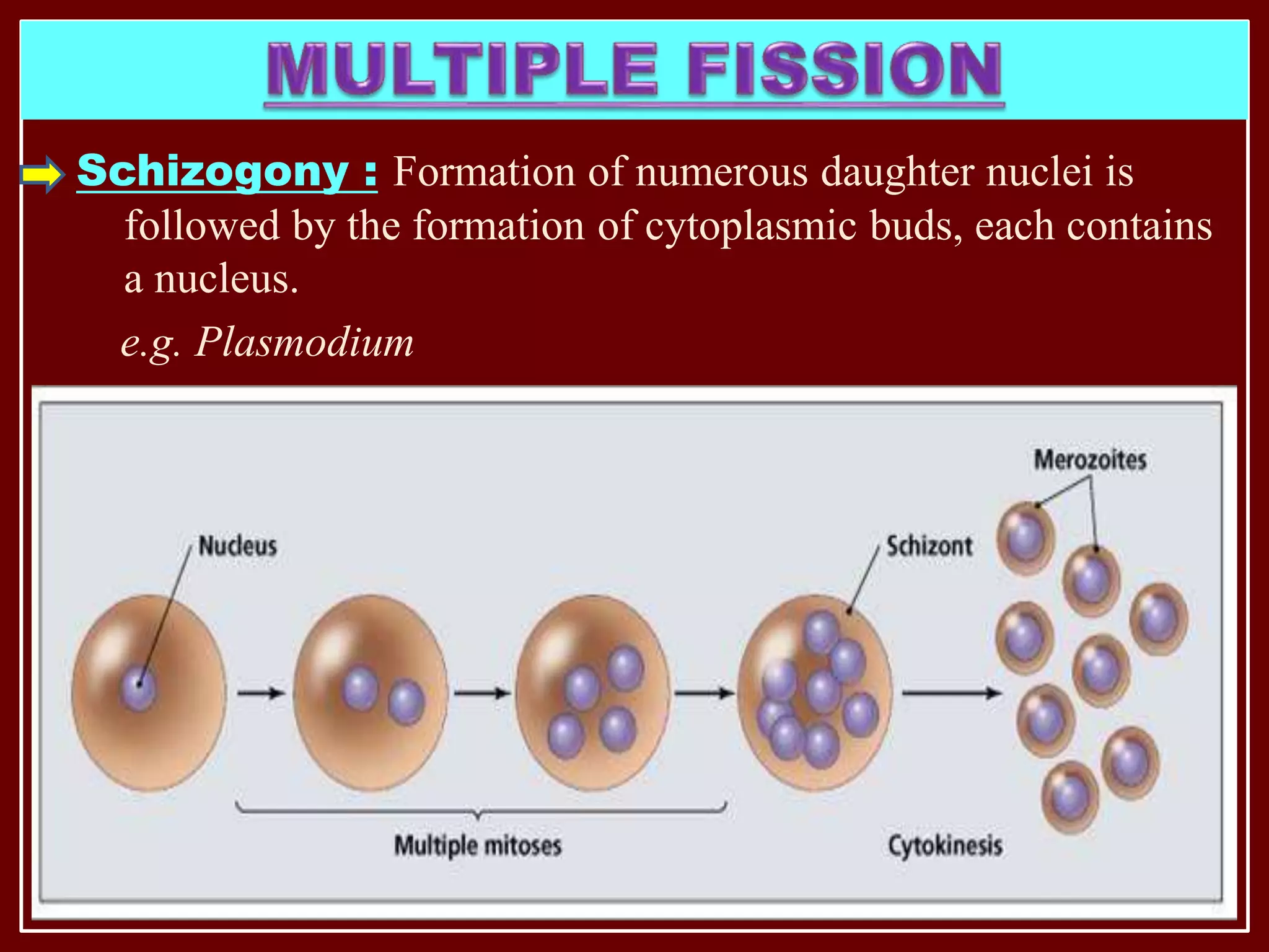 Reproduction in protozoa | PPTX
