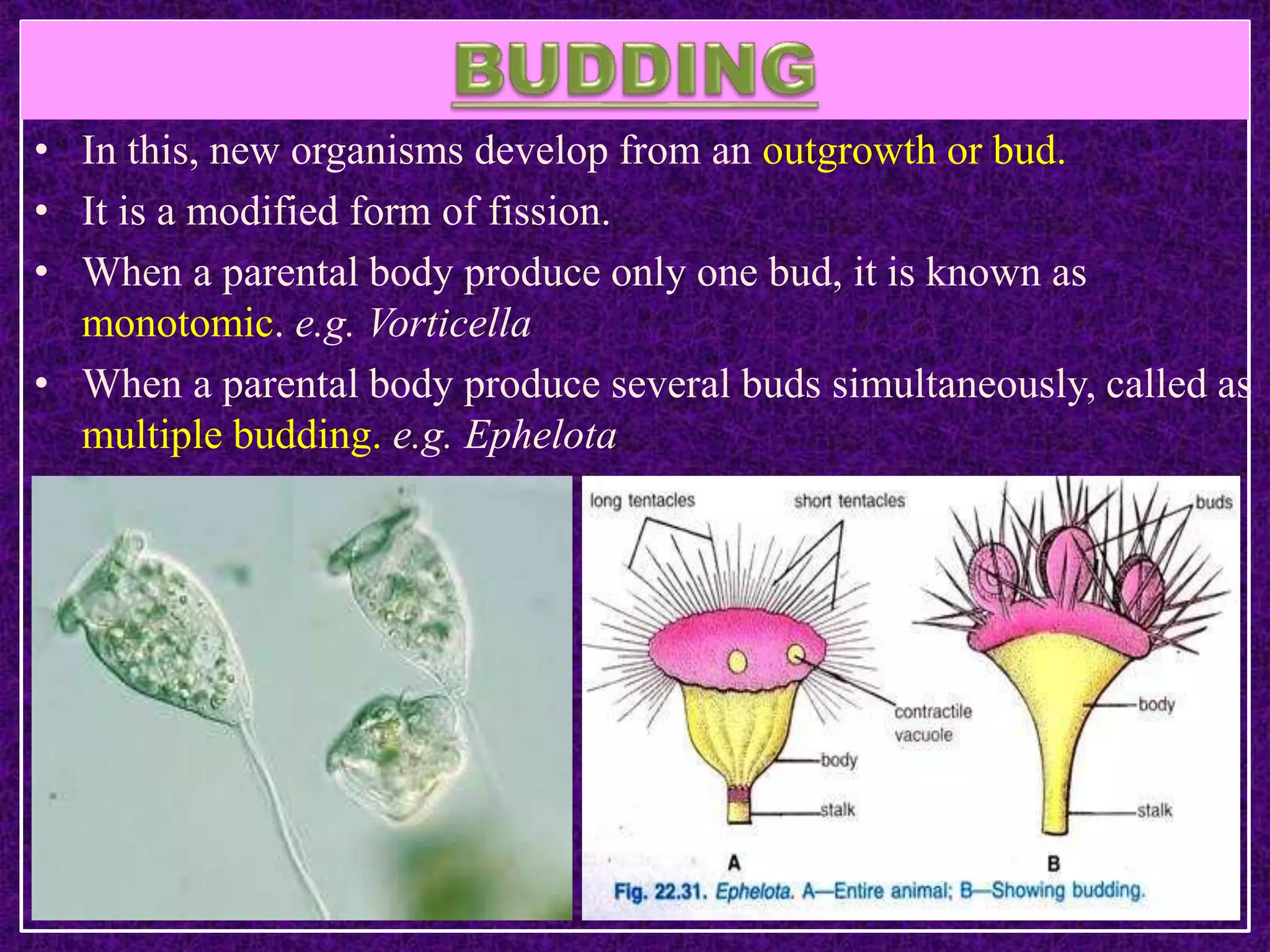 Reproduction in protozoa | PPTX
