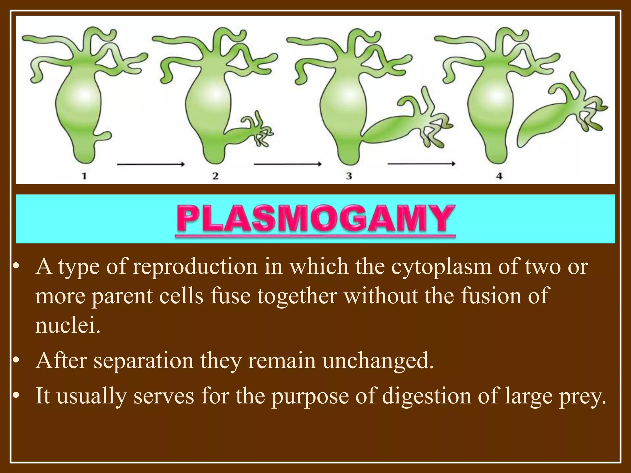 Reproduction in protozoa | PPTX