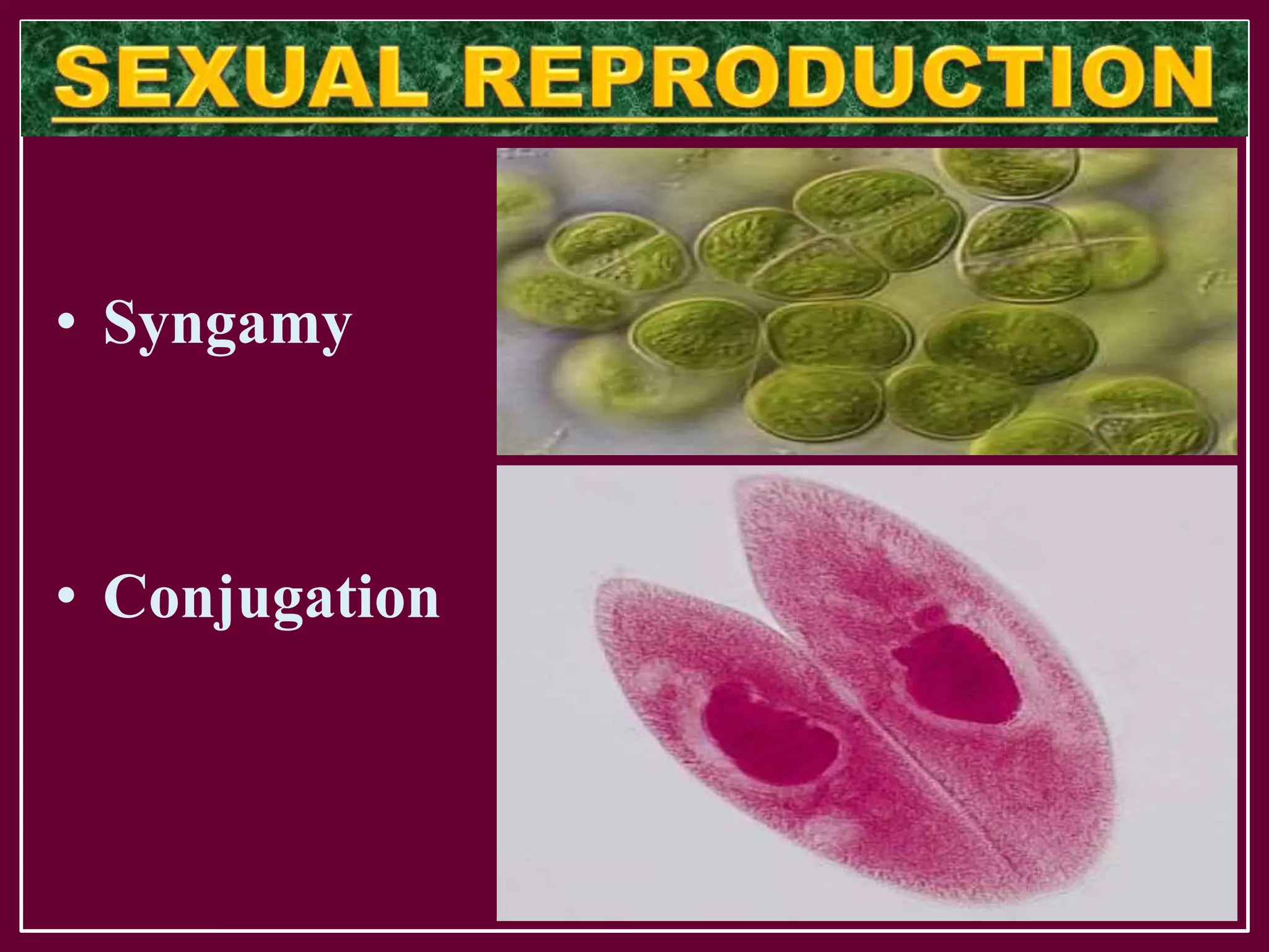 Reproduction in protozoa | PPTX