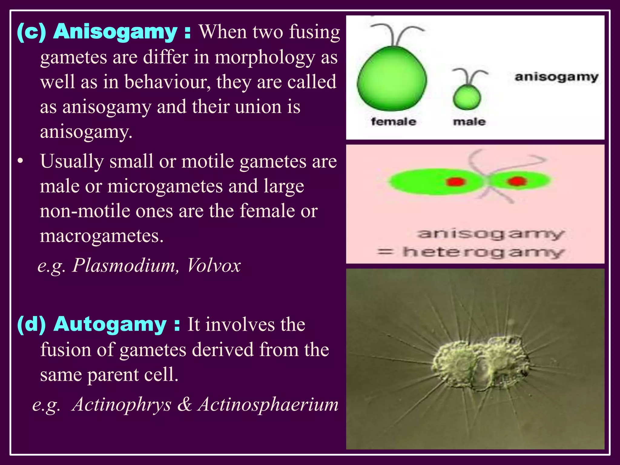 Reproduction in protozoa | PPTX