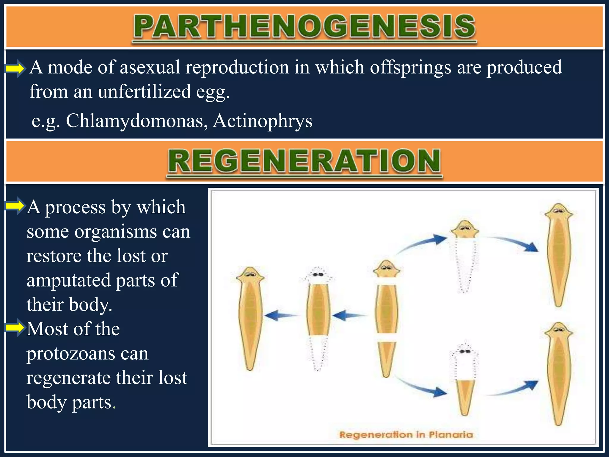 Reproduction in protozoa | PPTX