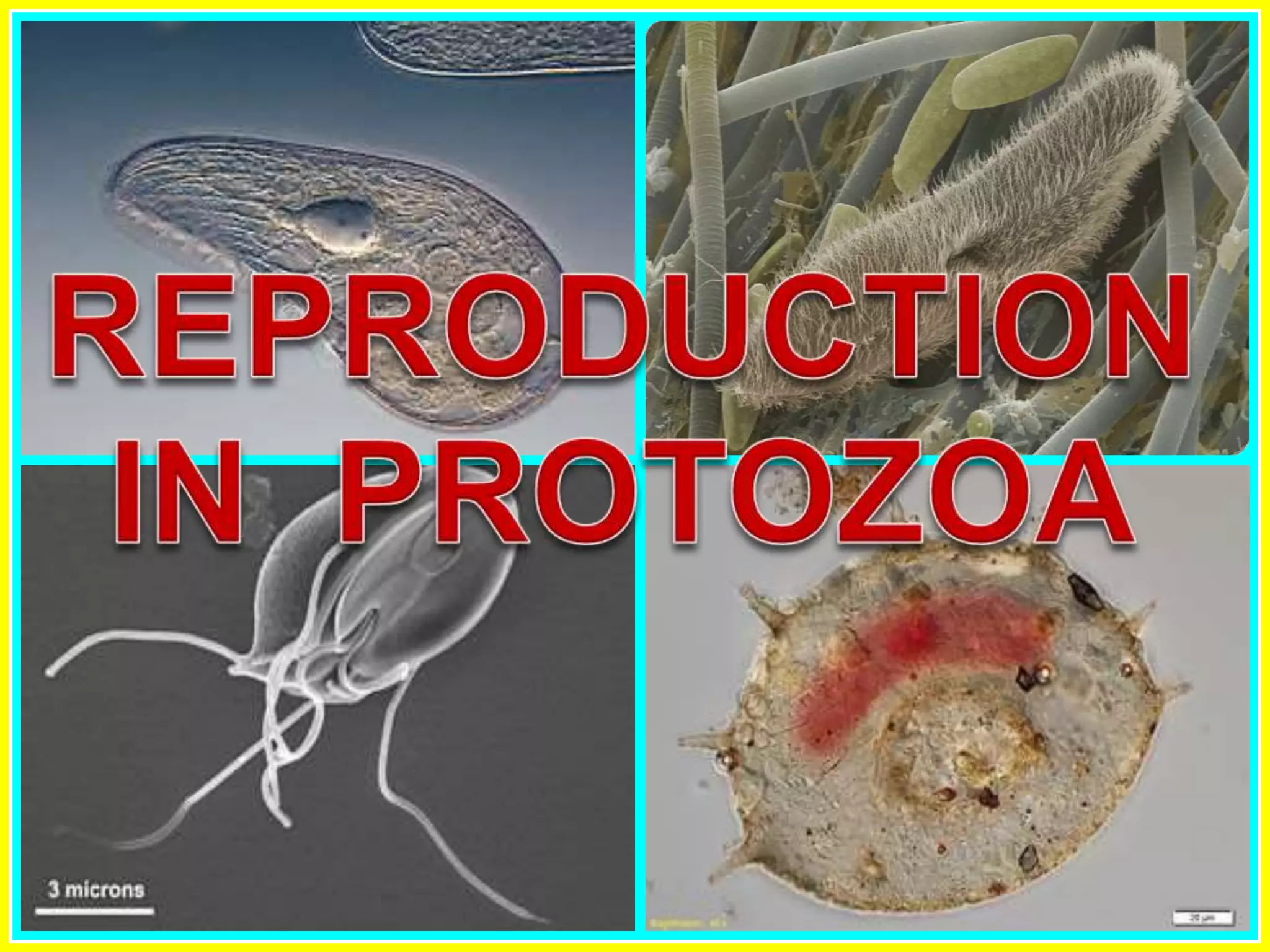 Reproduction in protozoa | PPTX