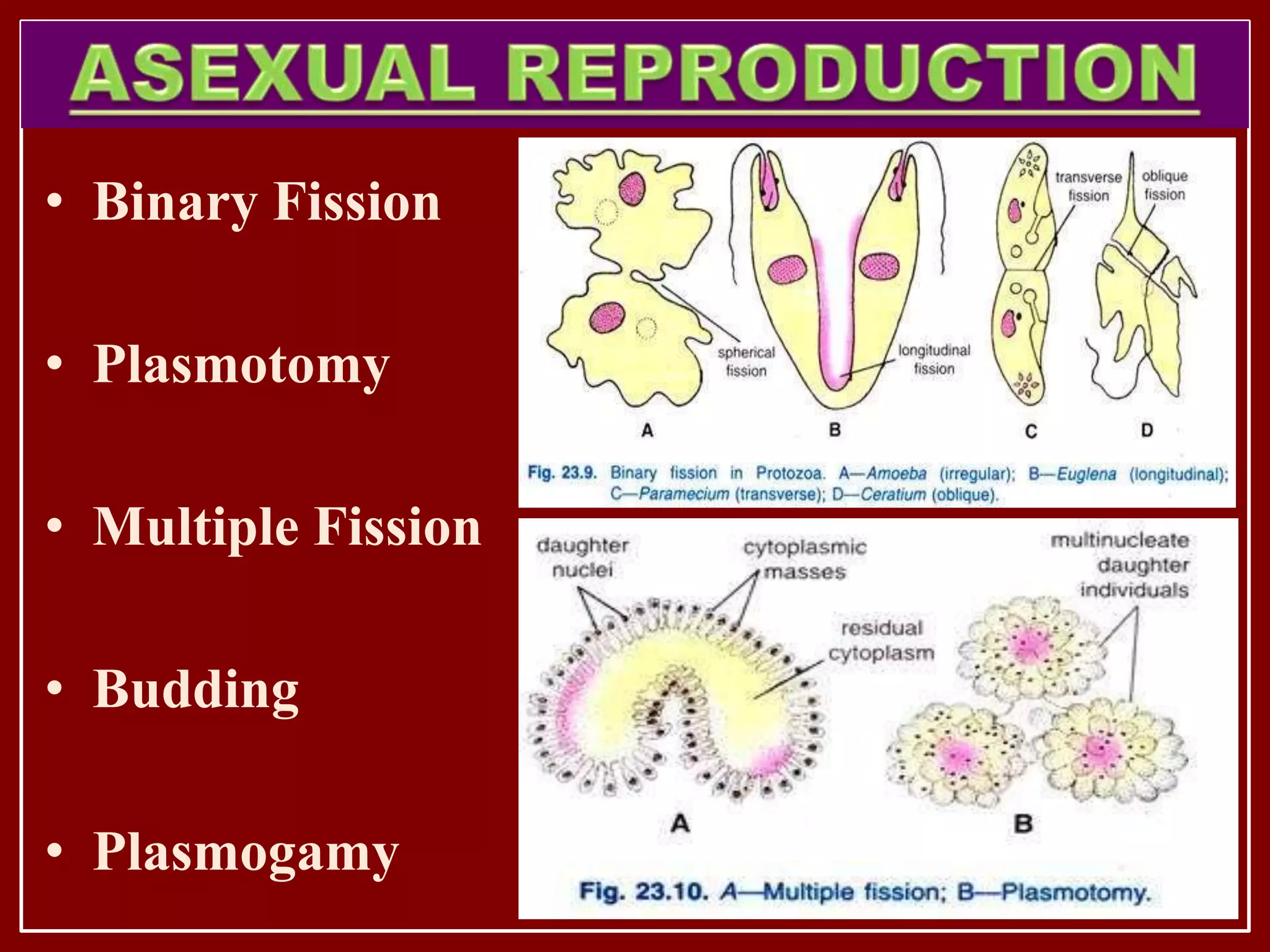 Reproduction in protozoa | PPTX
