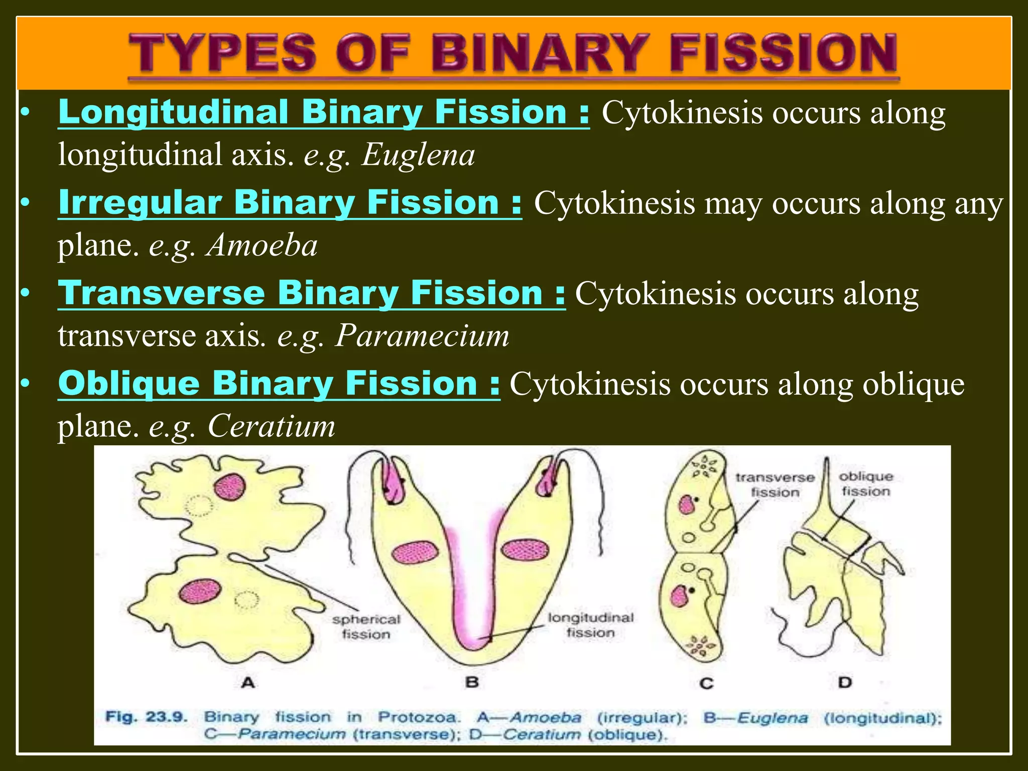 Reproduction in protozoa | PPTX