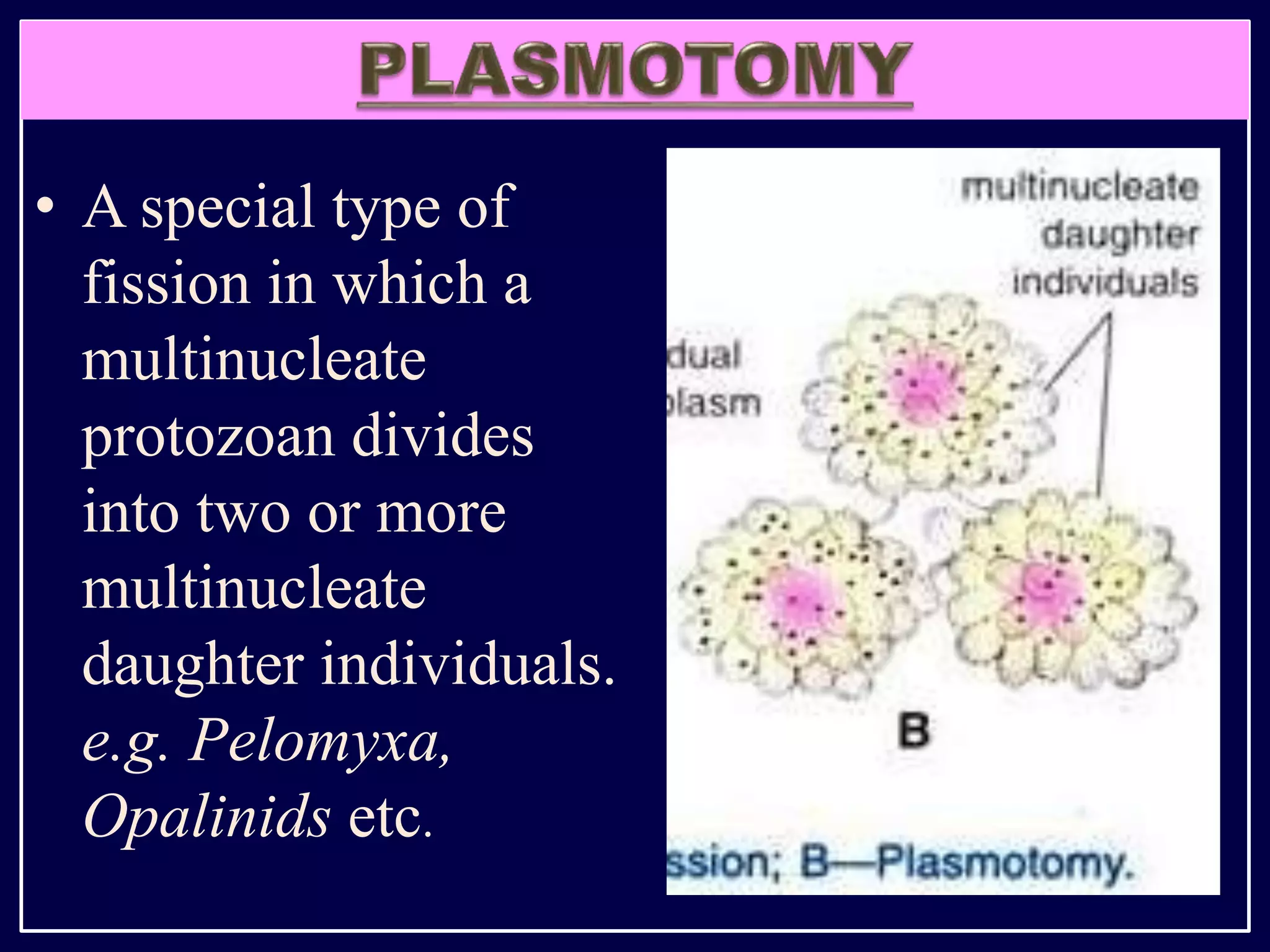 Reproduction in protozoa | PPTX