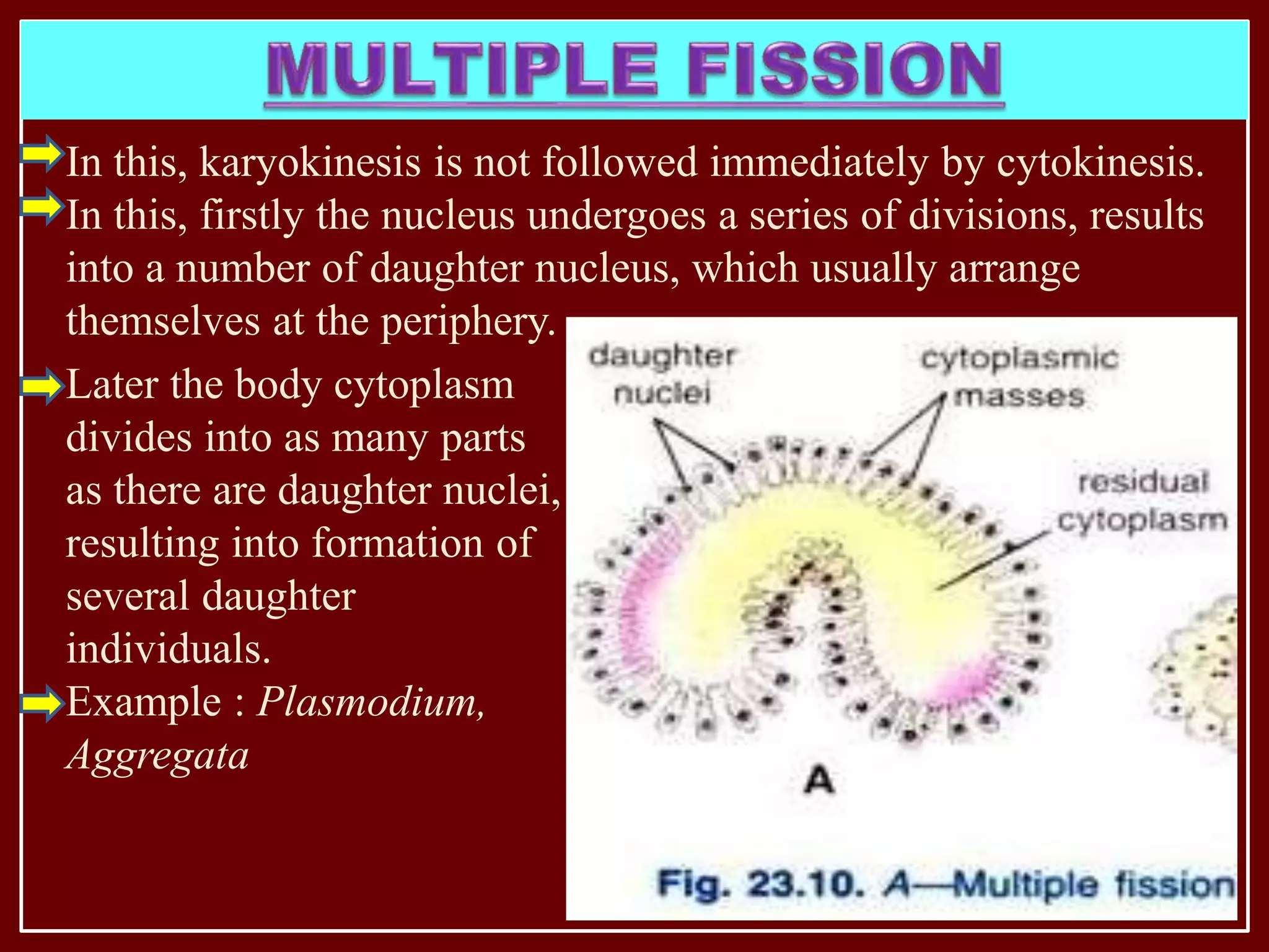 Reproduction in protozoa | PPTX