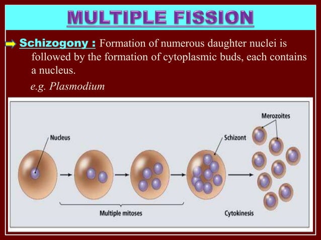 Reproduction in protozoa | PPTX