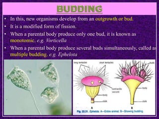 Reproduction in protozoa | PPTX