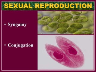 Reproduction in protozoa | PPTX