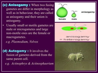 Reproduction in protozoa | PPTX