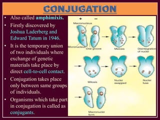 Reproduction in protozoa | PPTX