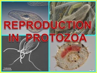 Reproduction in protozoa | PPTX