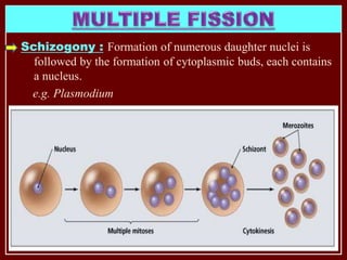 Multiple Fission In Animals
