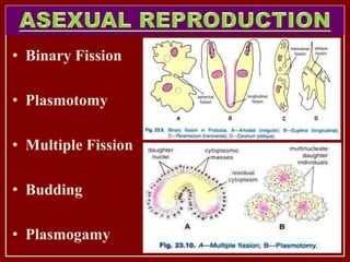 Multiple Fission In Protozoa
