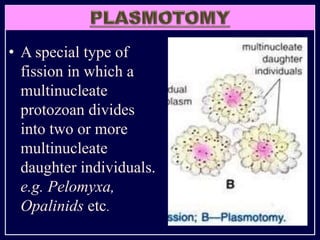 Multiple Fission In Protozoa