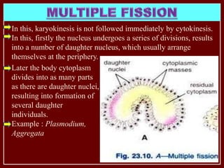 Multiple Fission In Animals