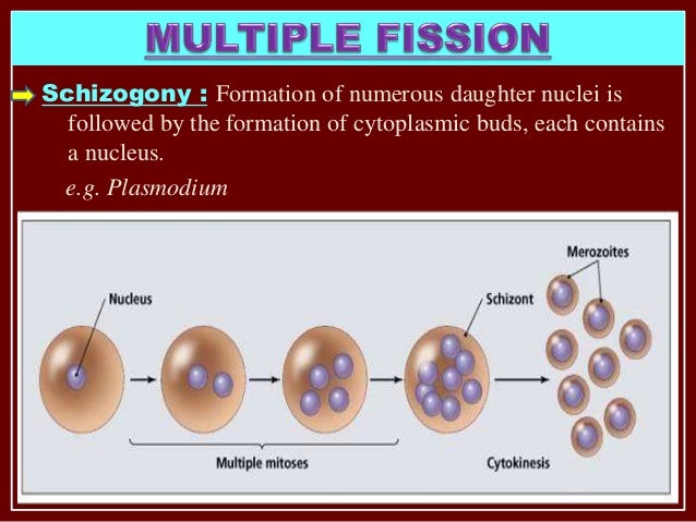Multiple Fission