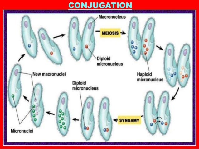 Reproduction in protozoa