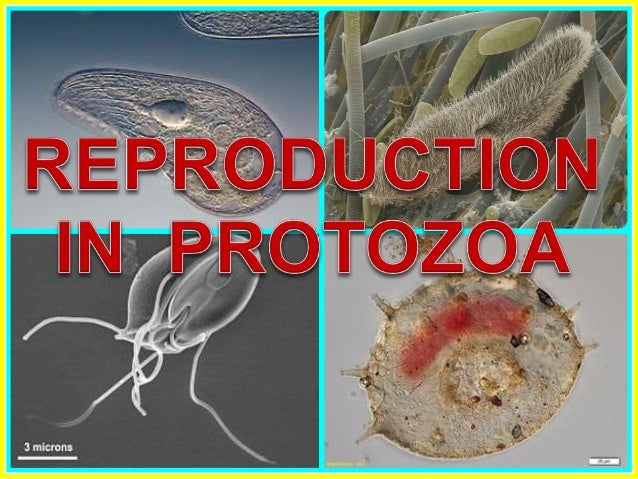 Reproduction in protozoa