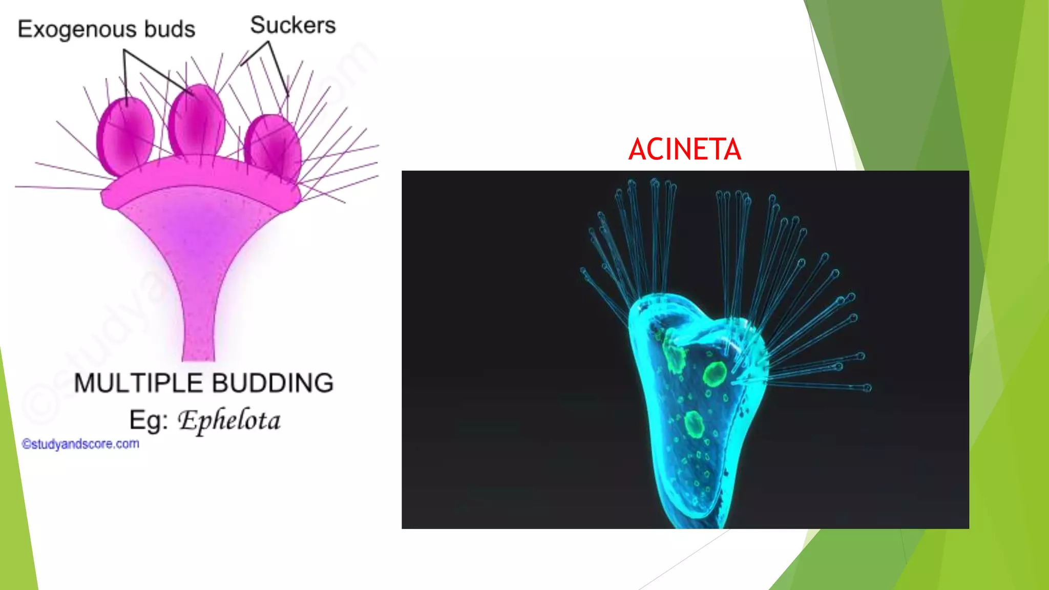Reproduction in protozoa | PPTX